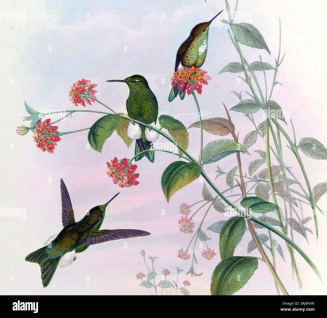 This artwork by John Gould, created in 1849, portrays the bird species ...