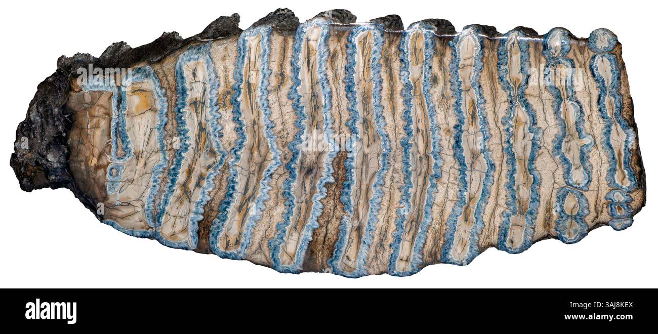 Polished Cross Section of a Mammoth Molar Tooth, Mammuthus columbi ...
