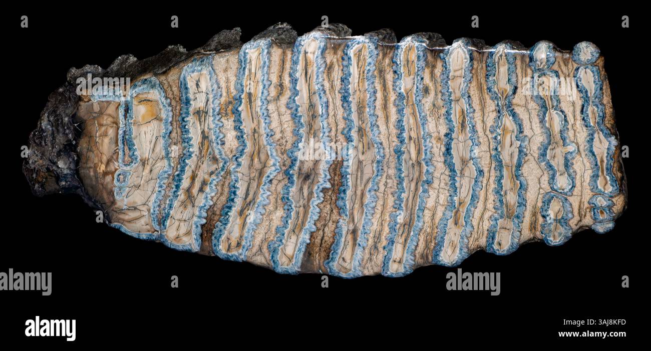 Mammoth tooth fossil columbian hi-res stock photography and images - Alamy