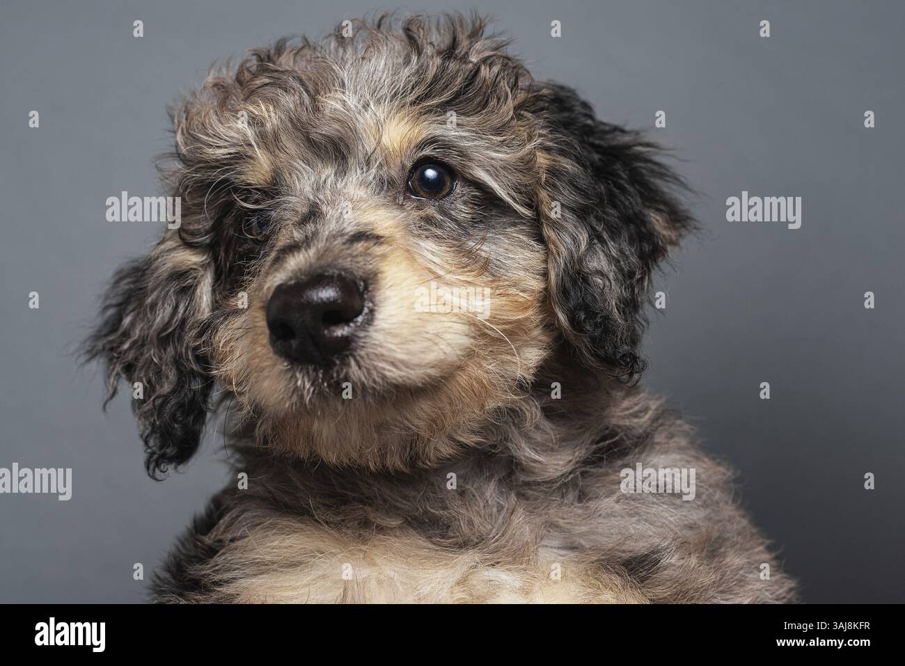 10 week old puppy hi-res stock photography and images - Alamy