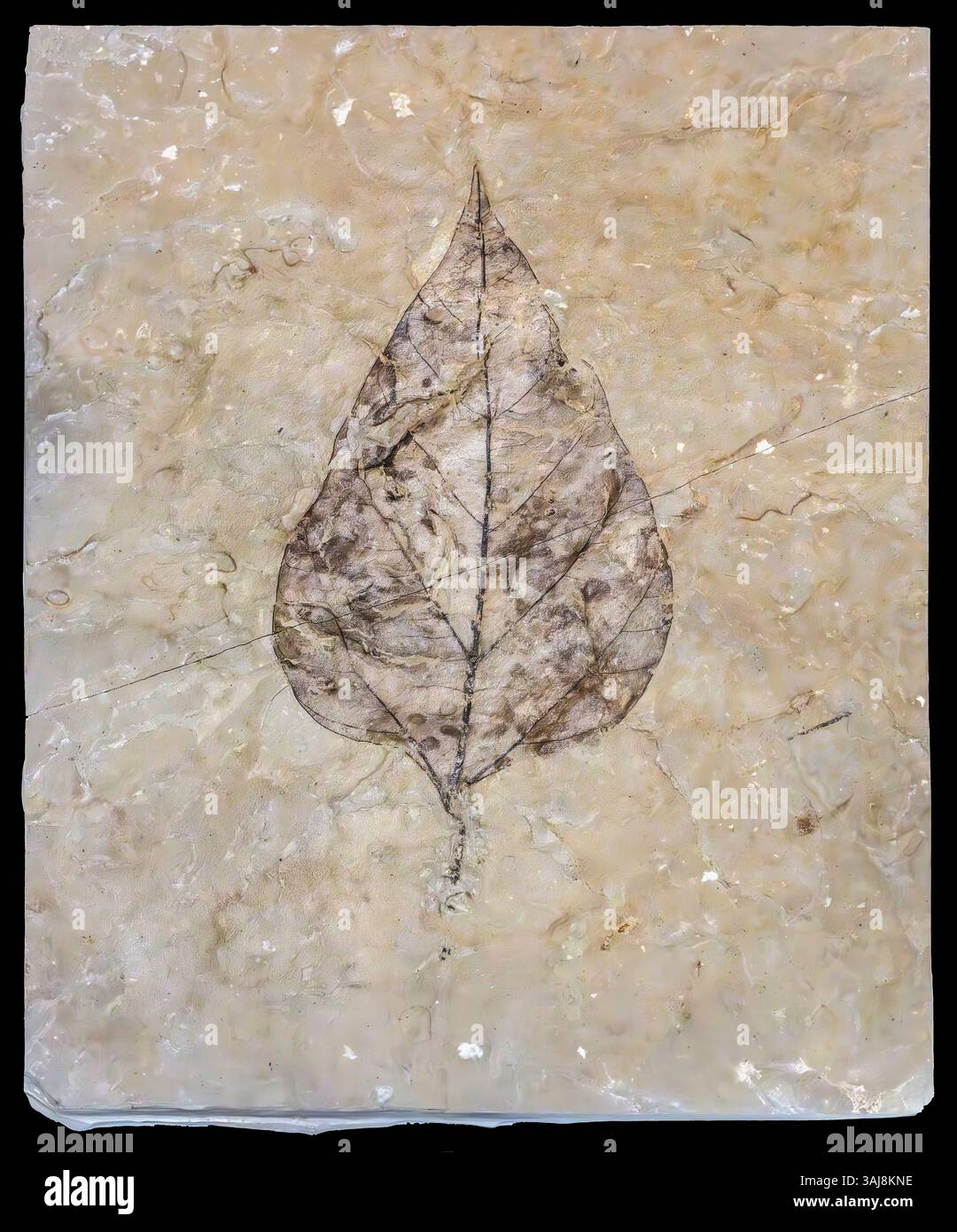 Green river formation shale hi-res stock photography and images - Alamy