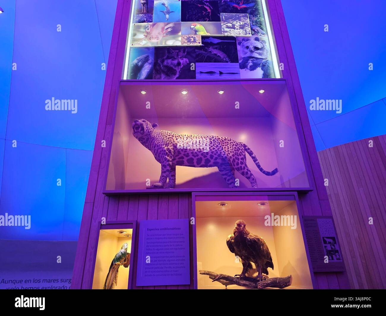 Mexico City, Mexico - Mar 26, 2025: Interior of the Museum of Natural ...
