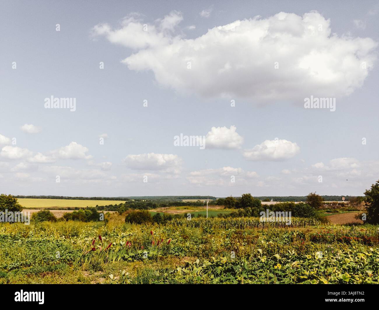 Field of green plants with a cloudy sky in the background. The sky is ...
