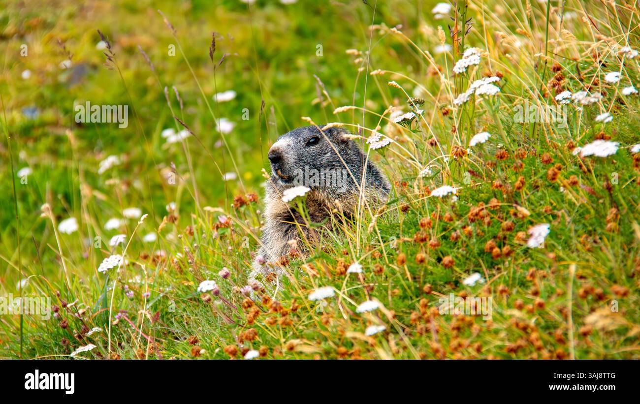 Marmots in a flower field I encountered while trekking from Gornergrat to Riffelberg, Zermatt ...