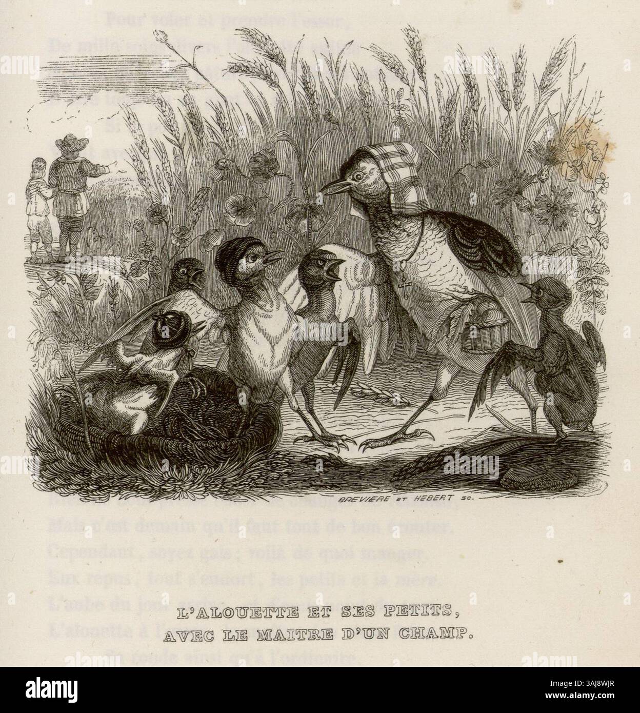 A print from La Fontaine's Fables, depicting the lark and its chicks ...