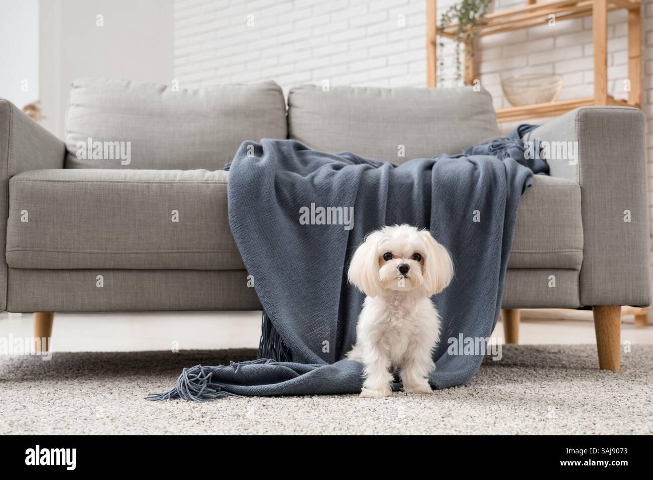 Cute Maltese dog on carpet in modern living room Stock Photo - Alamy