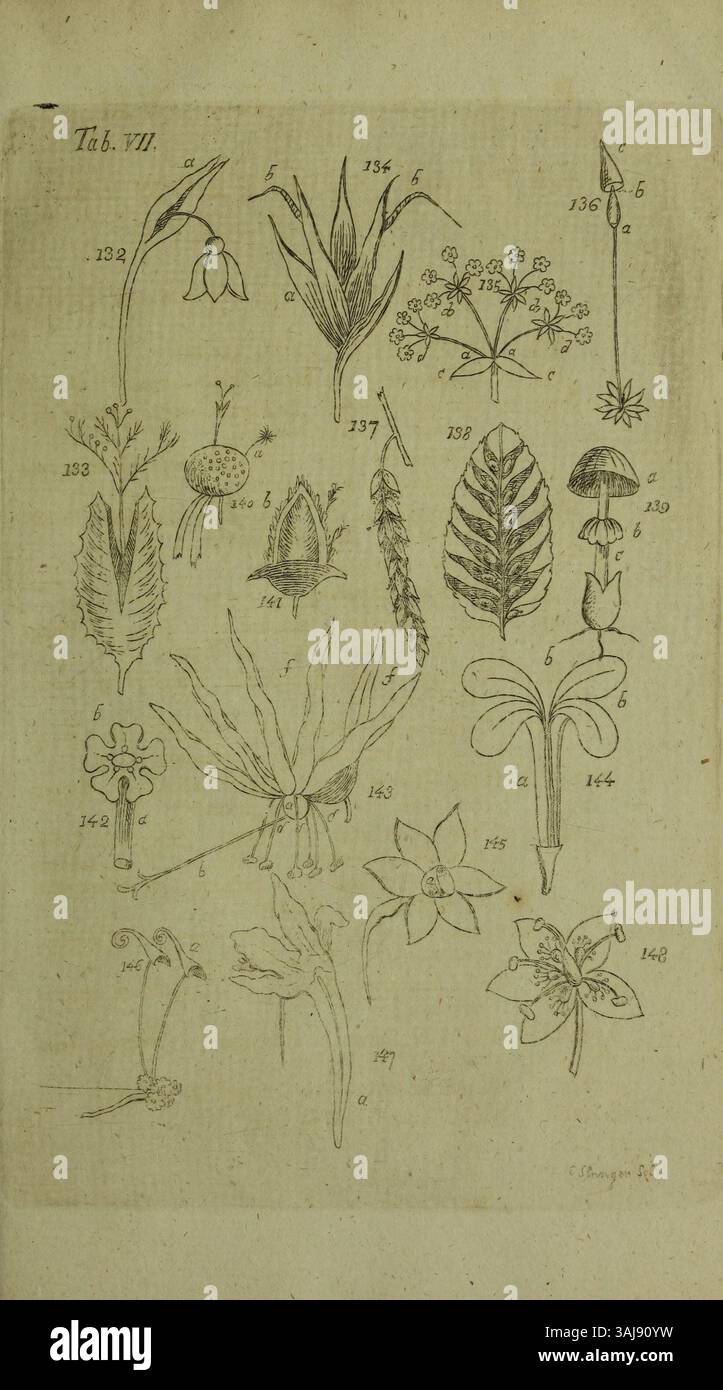 Plate VII from Linnaeus' 'Systema Vegetabilium' (1783) illustrates ...