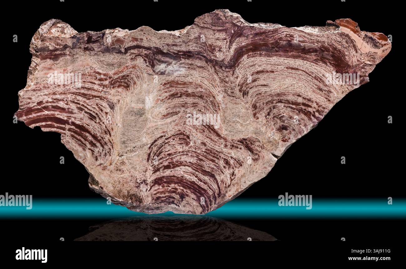 Stromatolite - Cross Section, Cyanobacteria, Precambrian, Western ...
