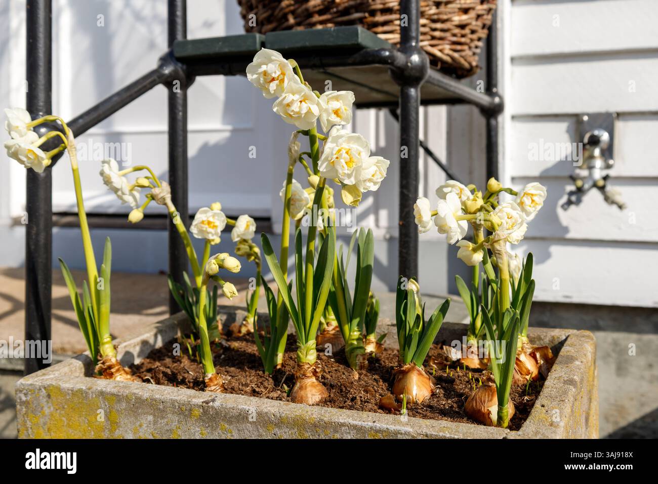 Colorful Potted and Beds Flowers - Spring Edition. Colorful spring ...