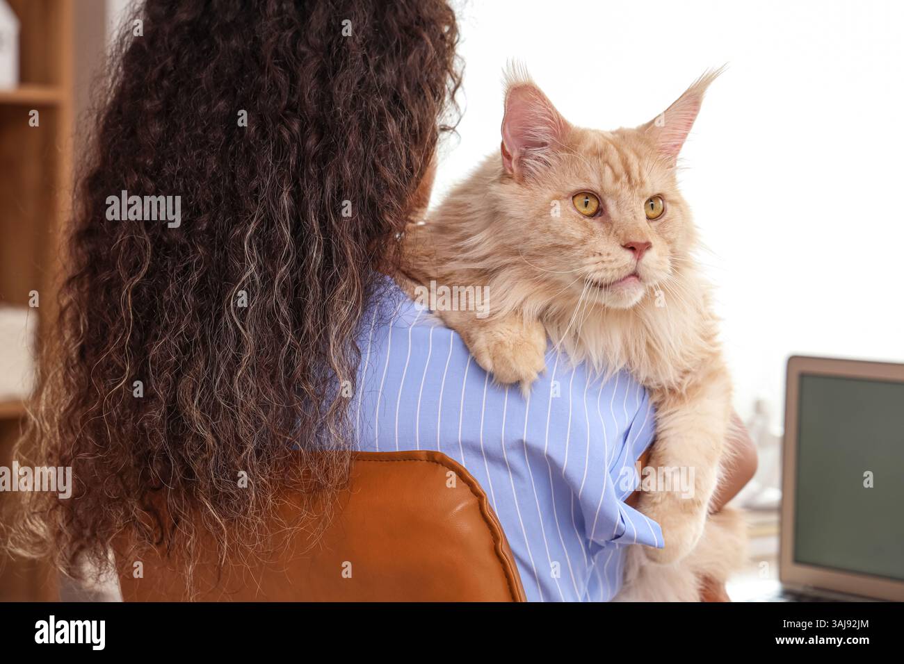 Beautiful young African-American woman with her cute Maine Coon cat at ...