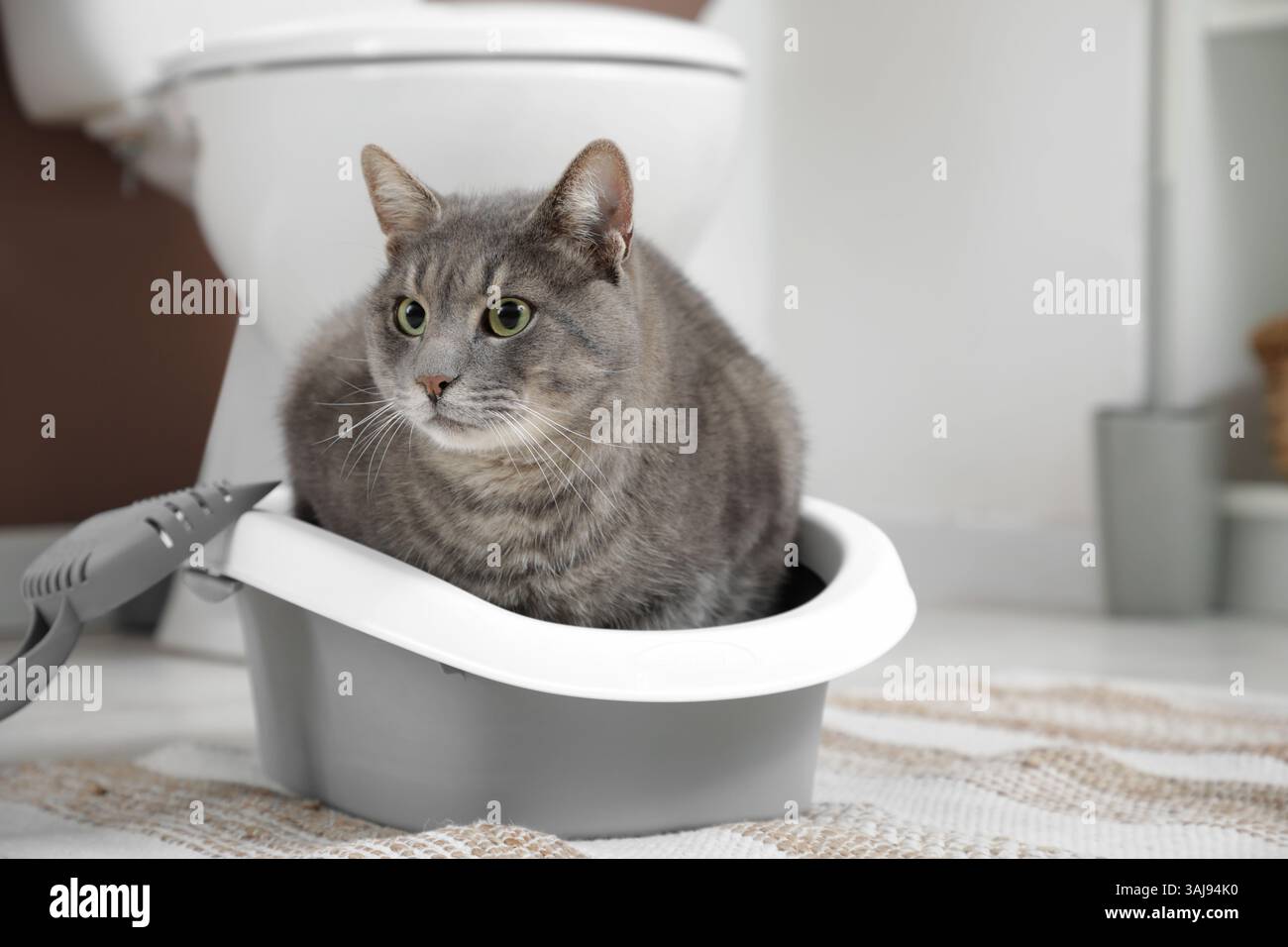 Cute cat using litter box in restroom Stock Photo - Alamy