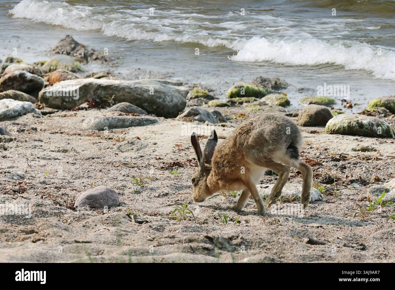 European hare, Brown hare (Lepus europaeus), scampering on the beach ...