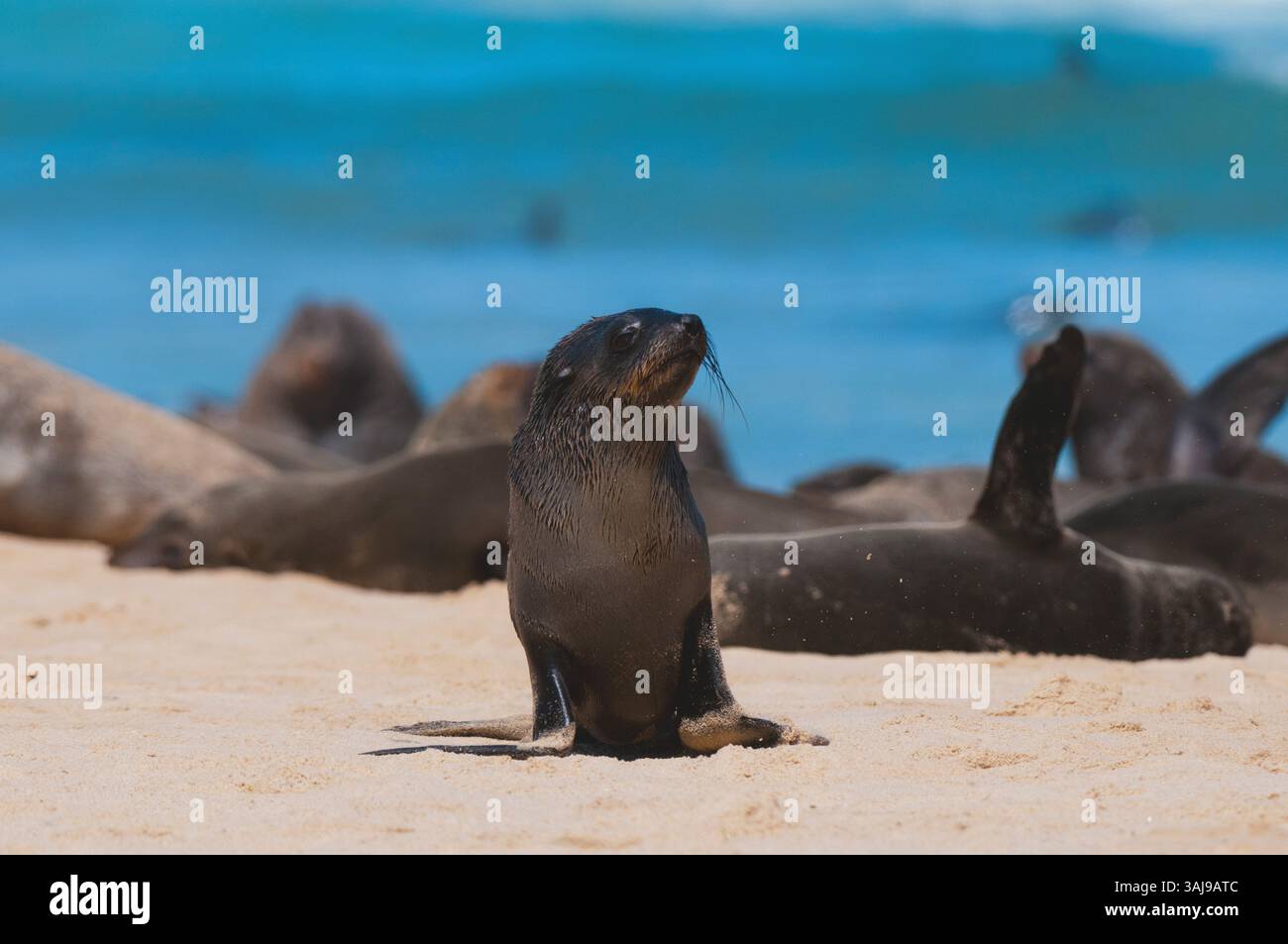 South African fur seal, Cape fur seal, brown fur seal (Arctocephalus ...