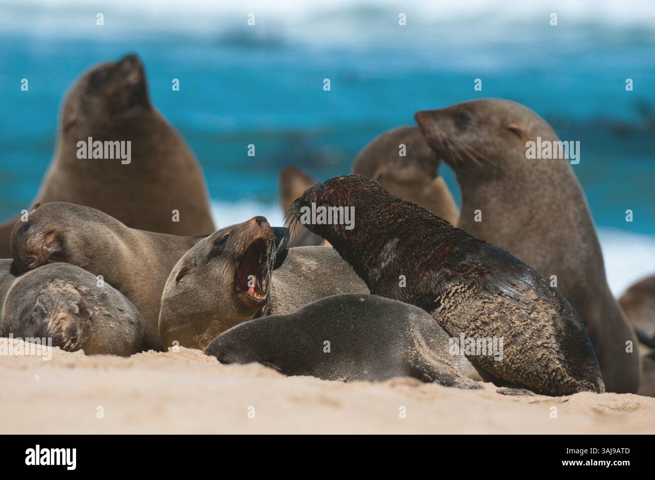 South African fur seal, Cape fur seal, brown fur seal (Arctocephalus ...