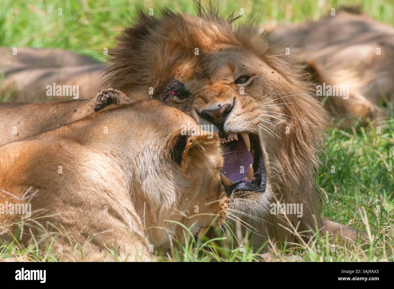 lion (Panthera leo), male lion resting in the shade with a large scar ...