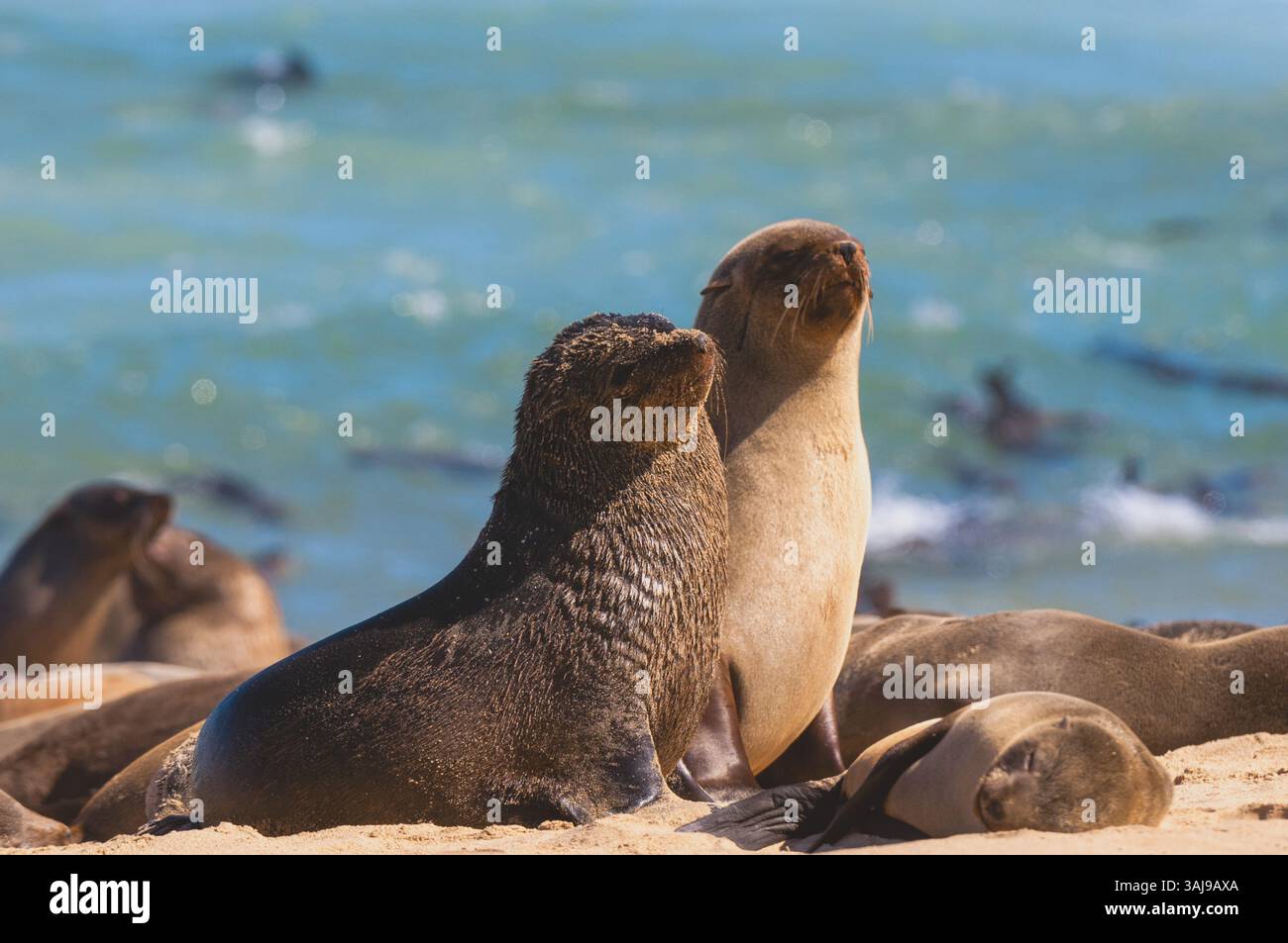 South African fur seal, Cape fur seal, brown fur seal (Arctocephalus pusillus pusillus ...