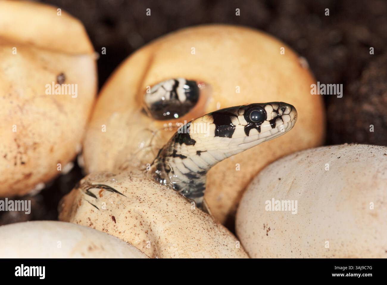 grass snake (Natrix natrix), clutch with hatchlings, just breaking ...