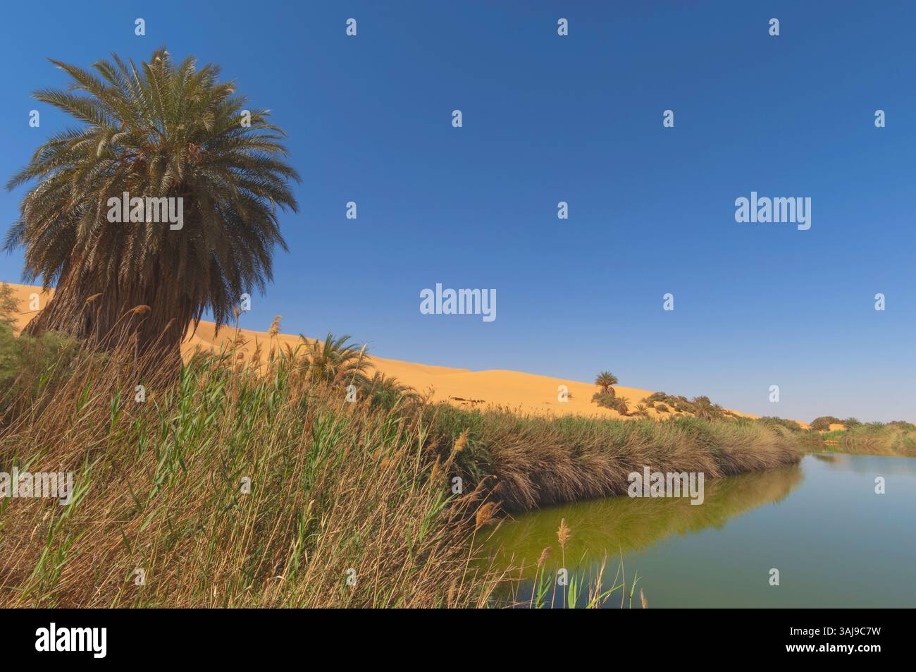 narrow strip of vegetation at Mafu lake in the desert, Libya, Fessan ...