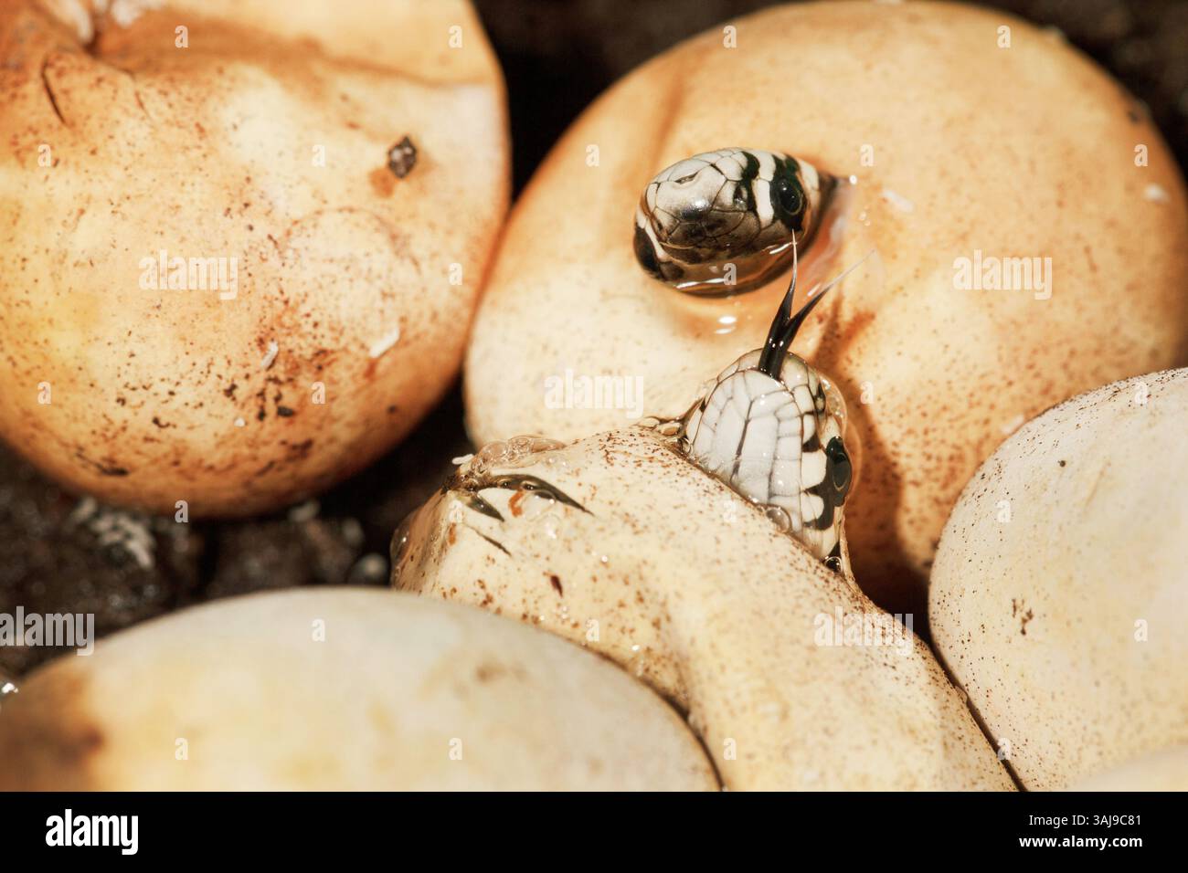 grass snake (Natrix natrix), clutch with hatchlings, just breaking ...