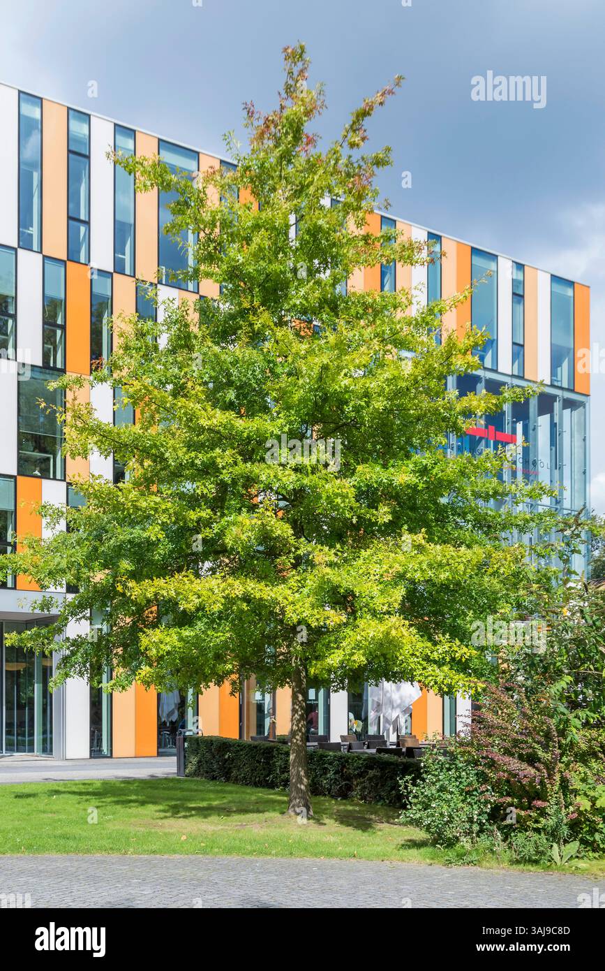 Pin oak, Swamp Spanish oak (Quercus palustris), Single tree in front of ...