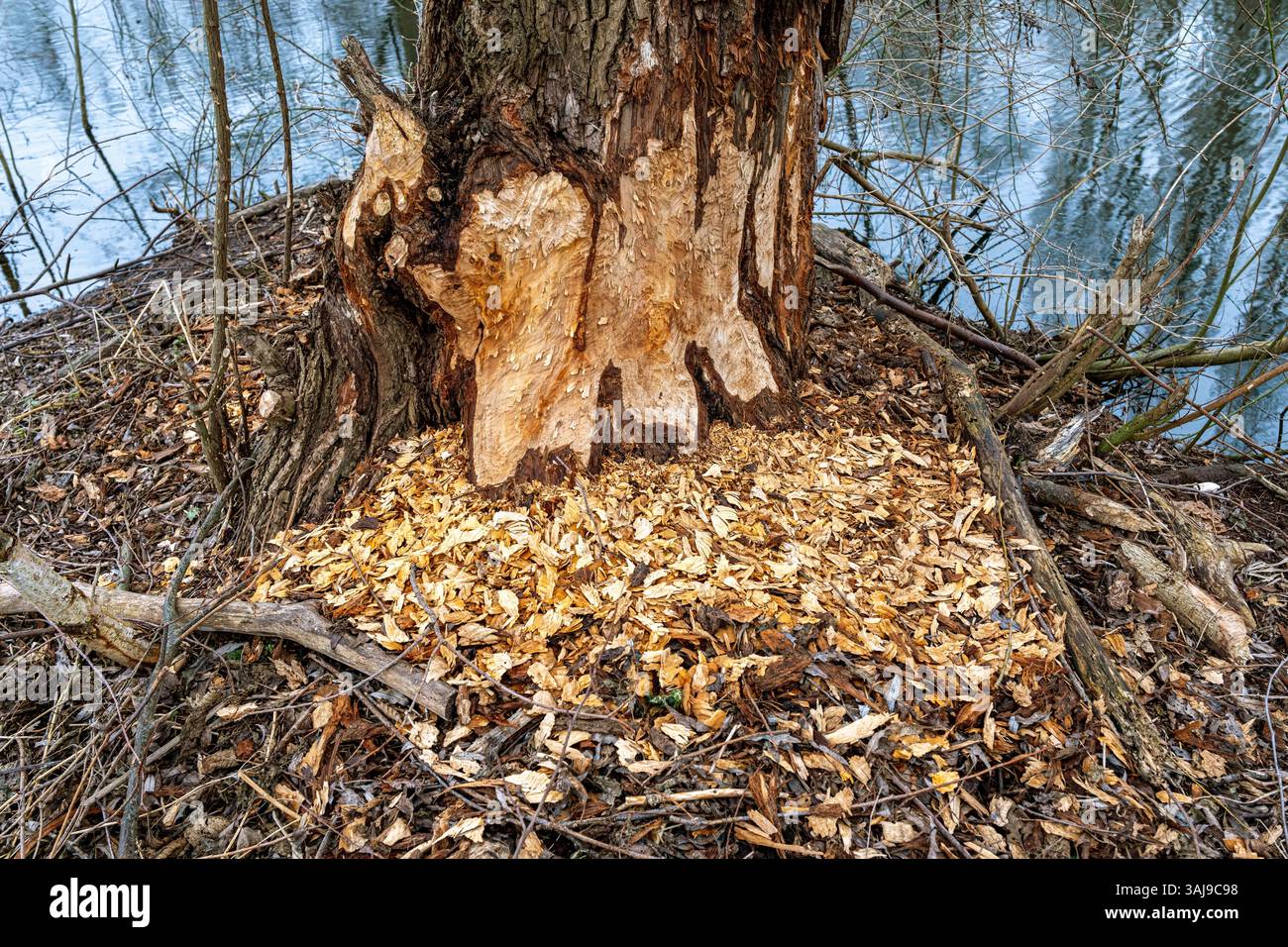 Eurasian beaver, European beaver (Castor fiber), beaver damage at a ...