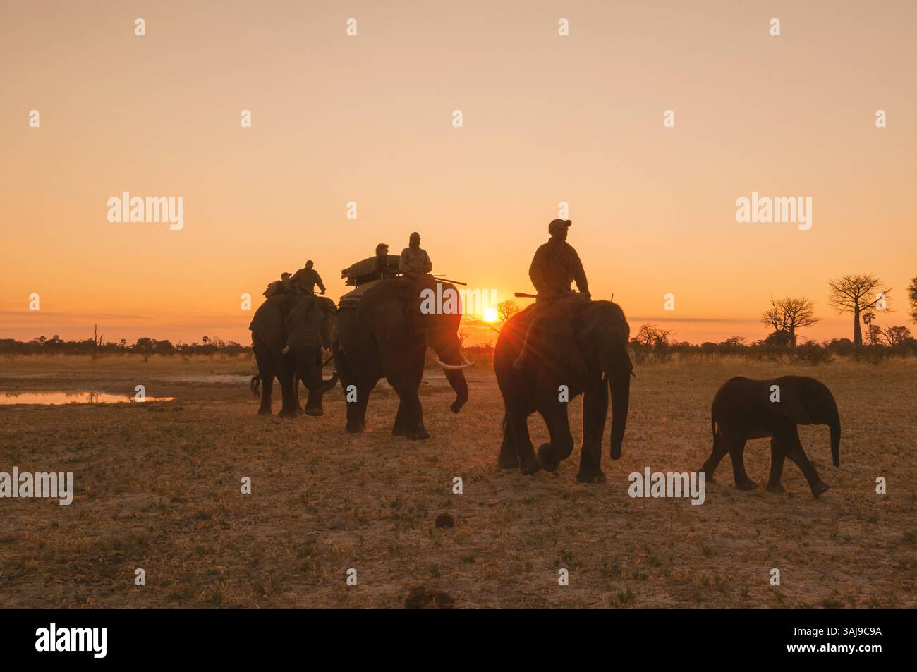 safari-goers riding African elephants back to camp at sunset, Botswana ...
