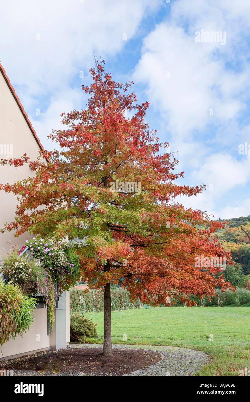 Pin oak, Swamp Spanish oak (Quercus palustris), Single tree in front of ...