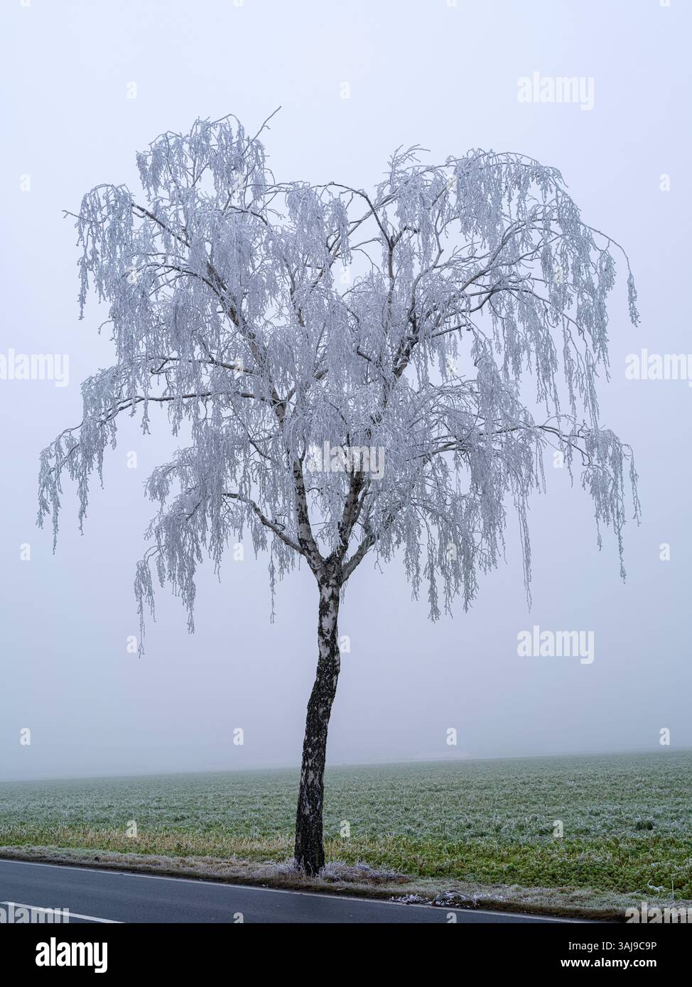 common birch, silver birch, European white birch, white birch (Betula ...