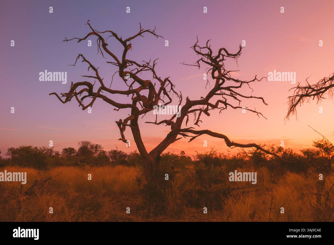 a dead tree at sunset, Botswana, Okavango Delta Stock Photo - Alamy