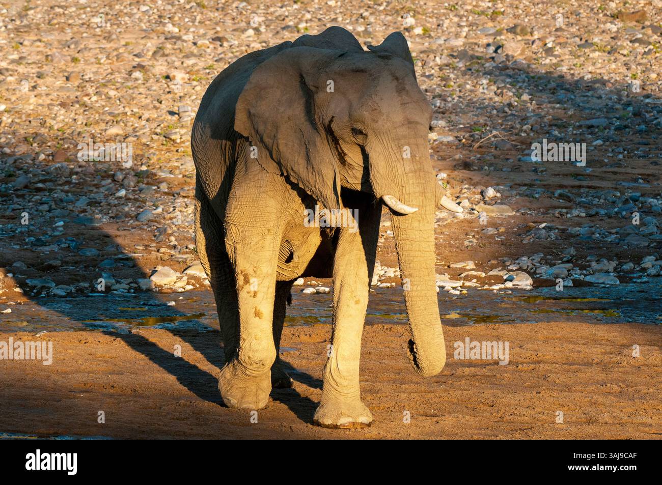 African elephant, African bush elephant, African savanna elephant ...