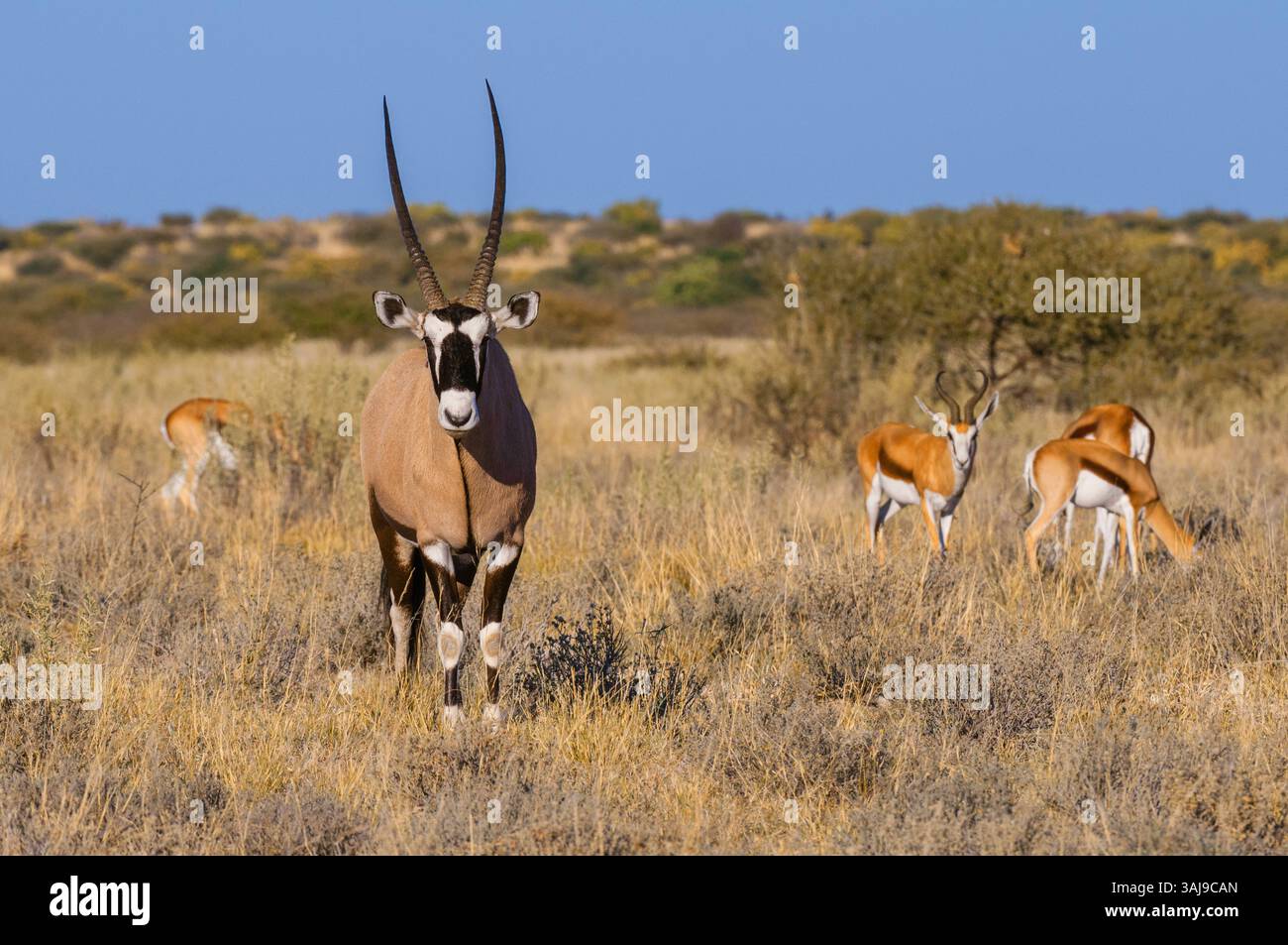 Herd gemsbok in central kalahari hi-res stock photography and images ...