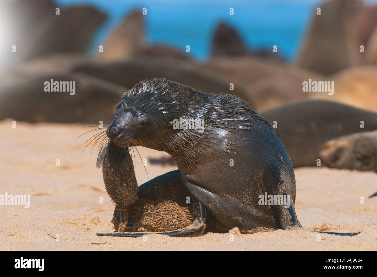 South African fur seal, Cape fur seal, brown fur seal (Arctocephalus ...