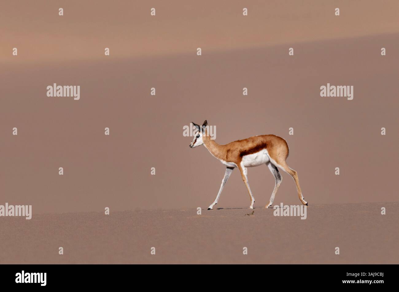 springbuck, springbok (Antidorcas marsupialis), walking on a sand dune ...