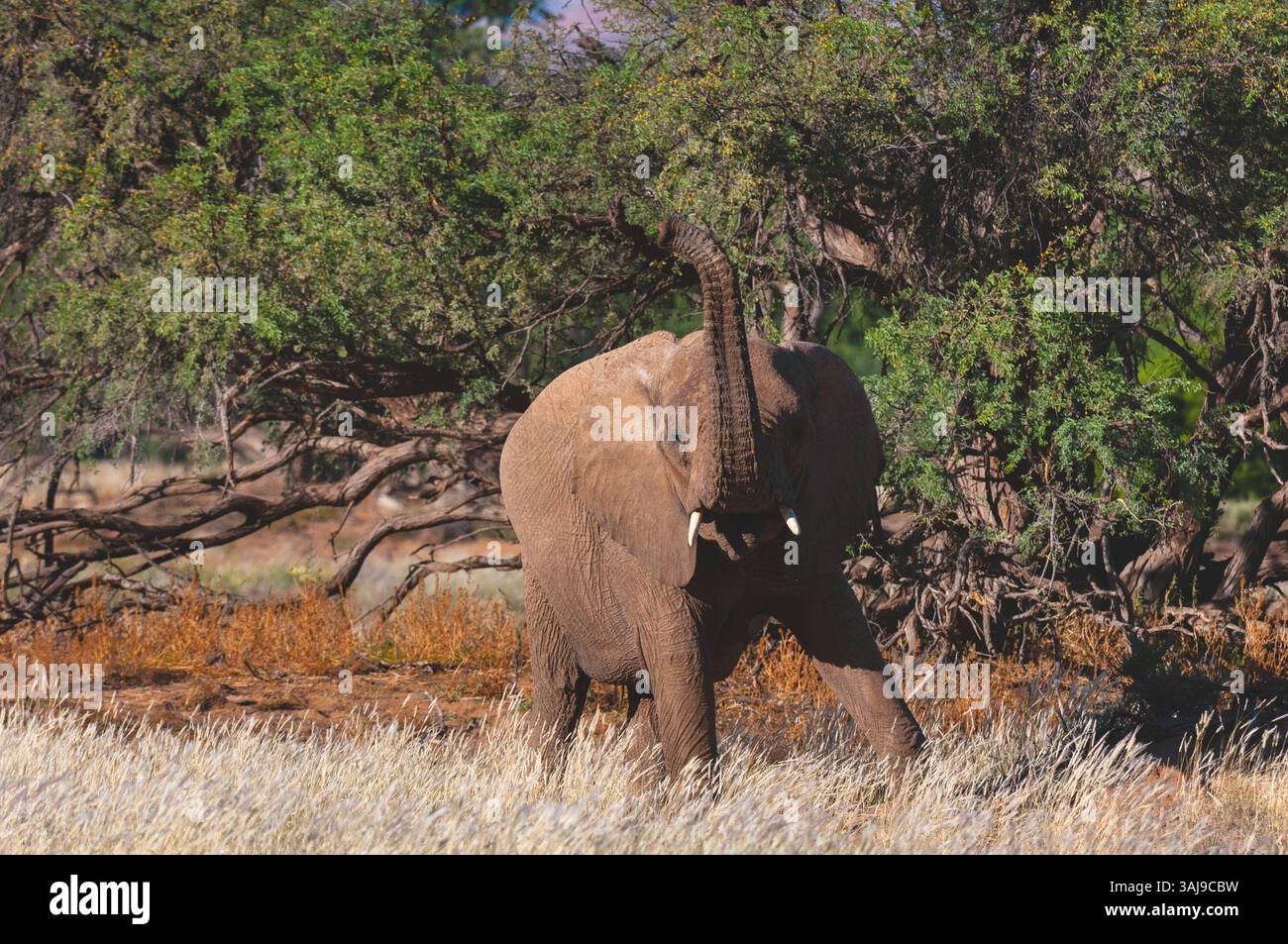 African elephant, African bush elephant, African savanna elephant ...