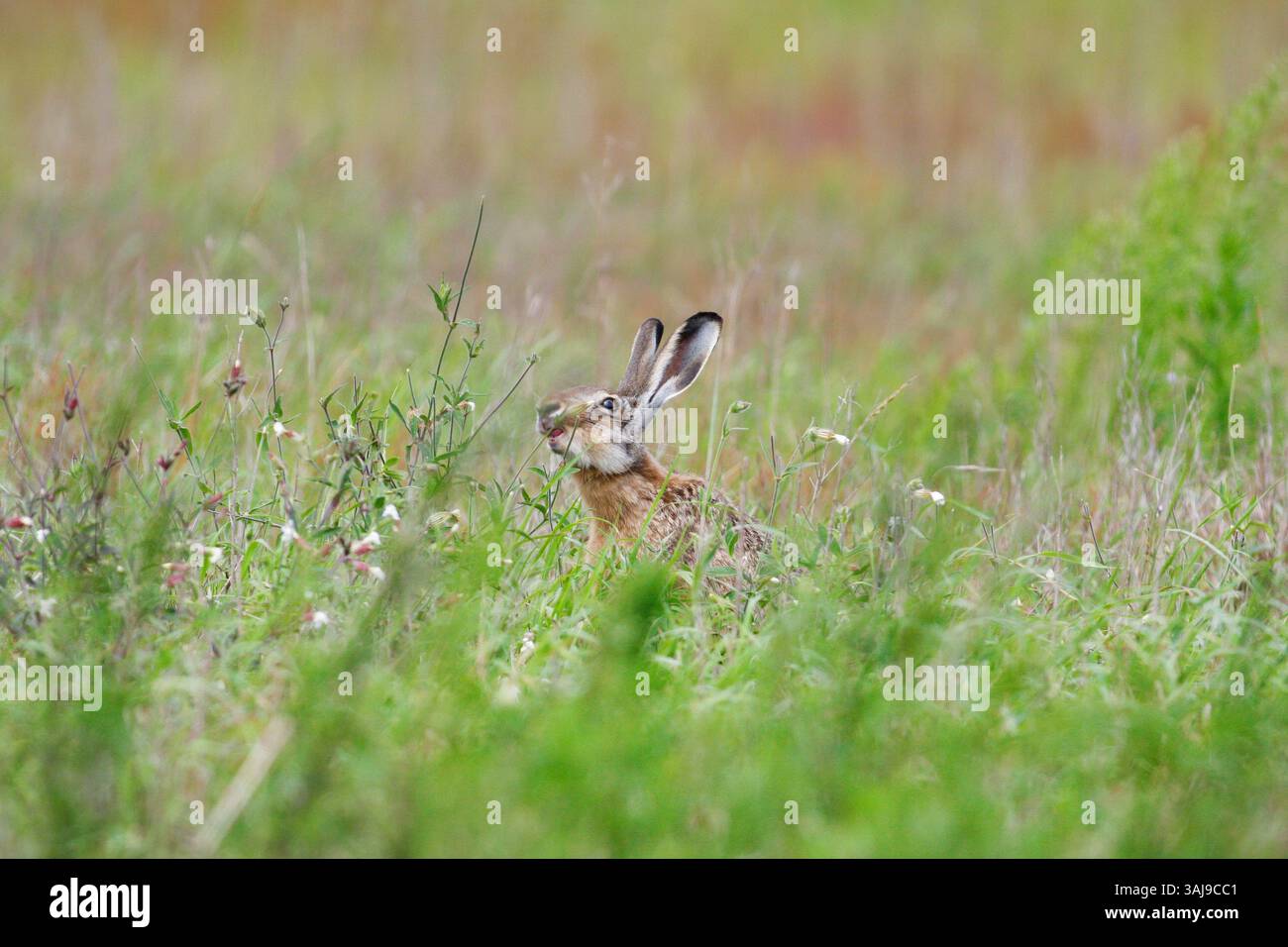 European hare, Brown hare (Lepus europaeus), sits sniffing with its ...
