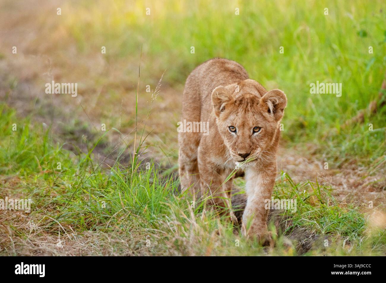 lion (Panthera leo), lion cub walking on a path, front view, Kenya ...