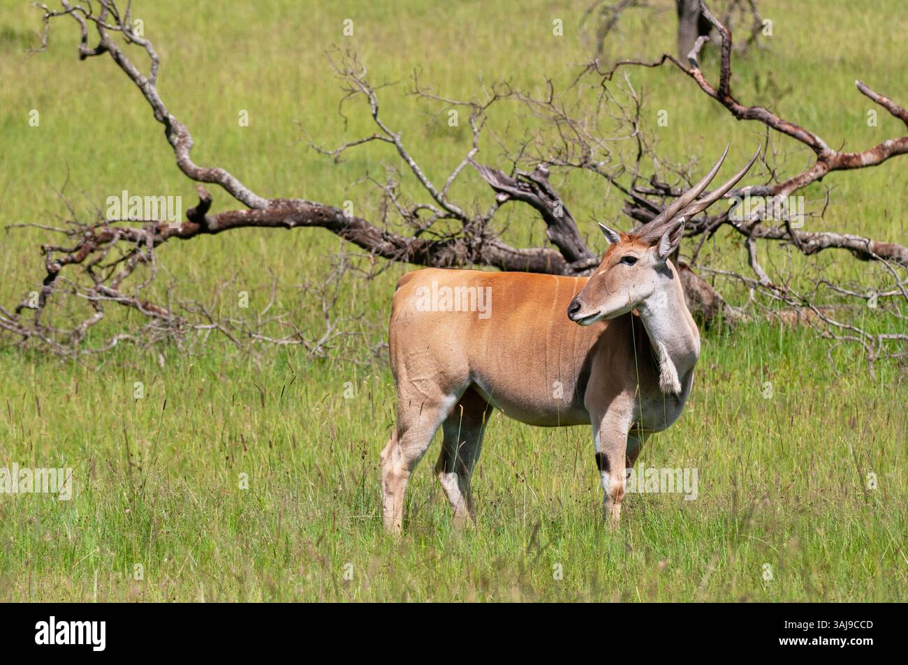 Common eland, Southern Eland (Taurotragus oryx, Tragelaphus oryx ...