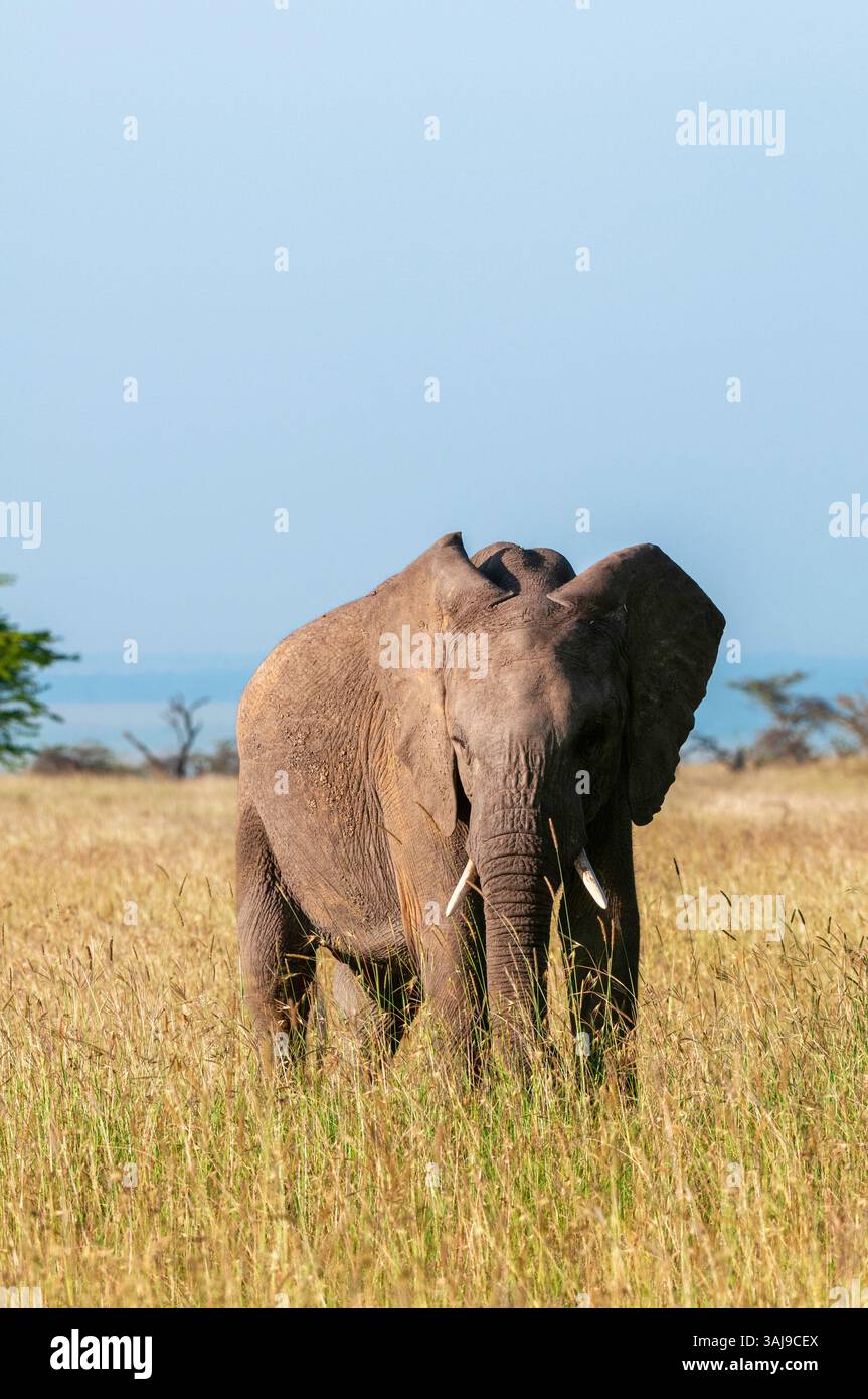 African elephant, African bush elephant, African savanna elephant ...