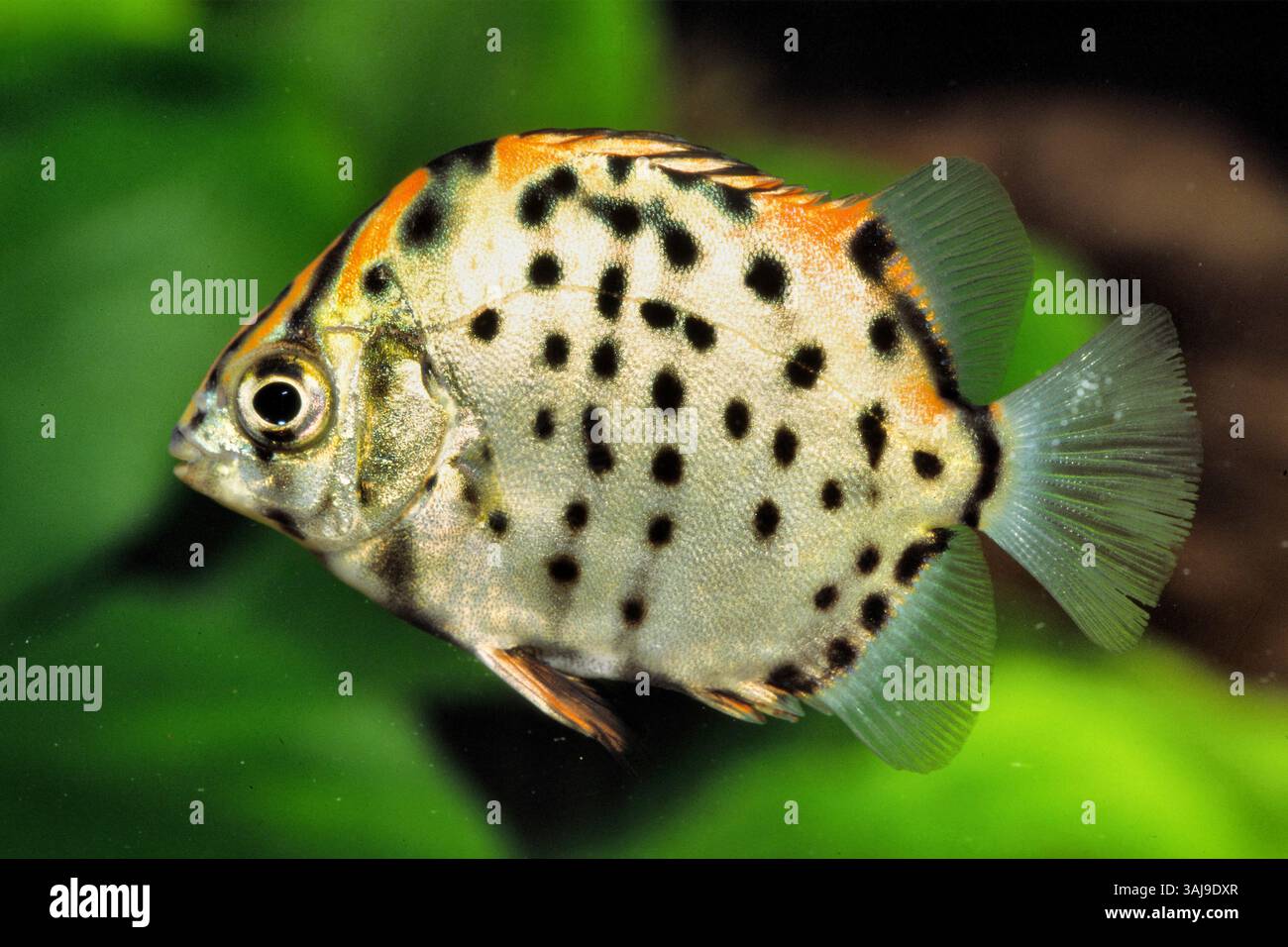 Scat, Argusfish, Argus fish, Spotted cat, Green Scat, Tiger Scat ...