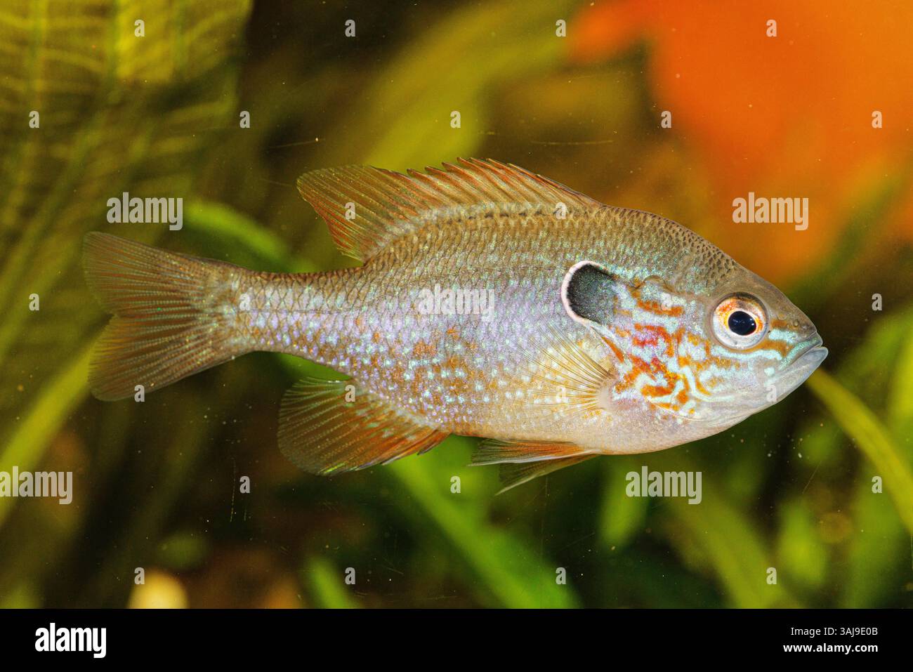 Longear sunfish (Lepomis megalotis), swimming male, subadult Stock ...