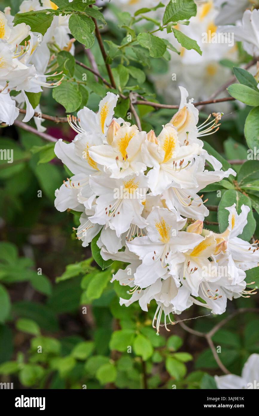 Knaphill azalea (Rhododendron 'Persil', Rhododendron Persil), flowers ...