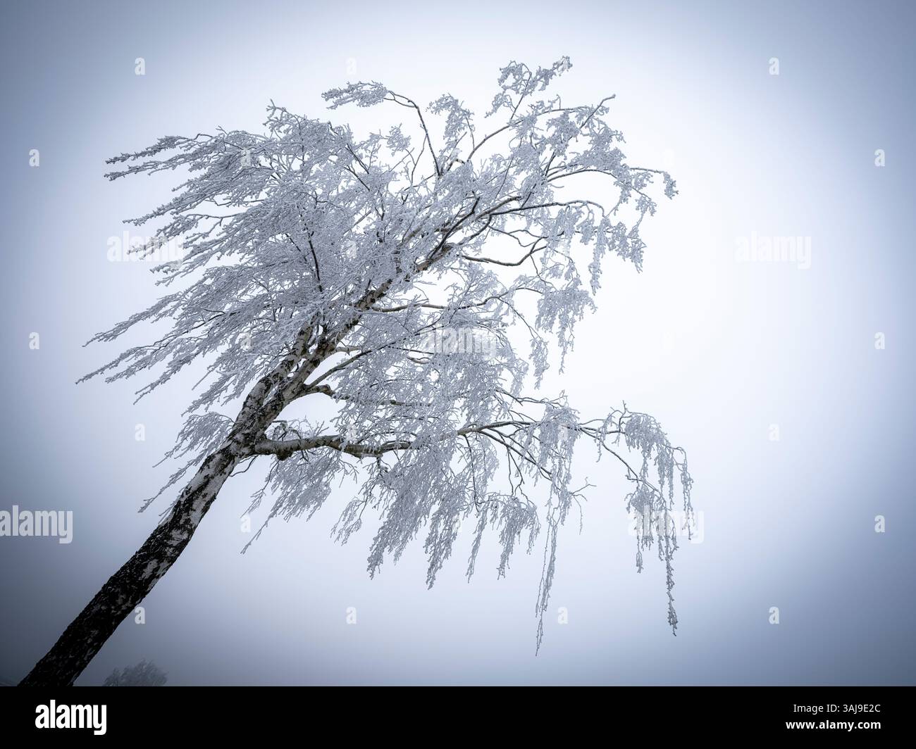 common birch, silver birch, European white birch, white birch (Betula ...