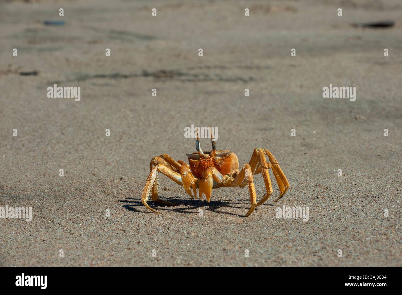 Tufted ghost crab (Ocypode cursor), walking on the beach on the ...