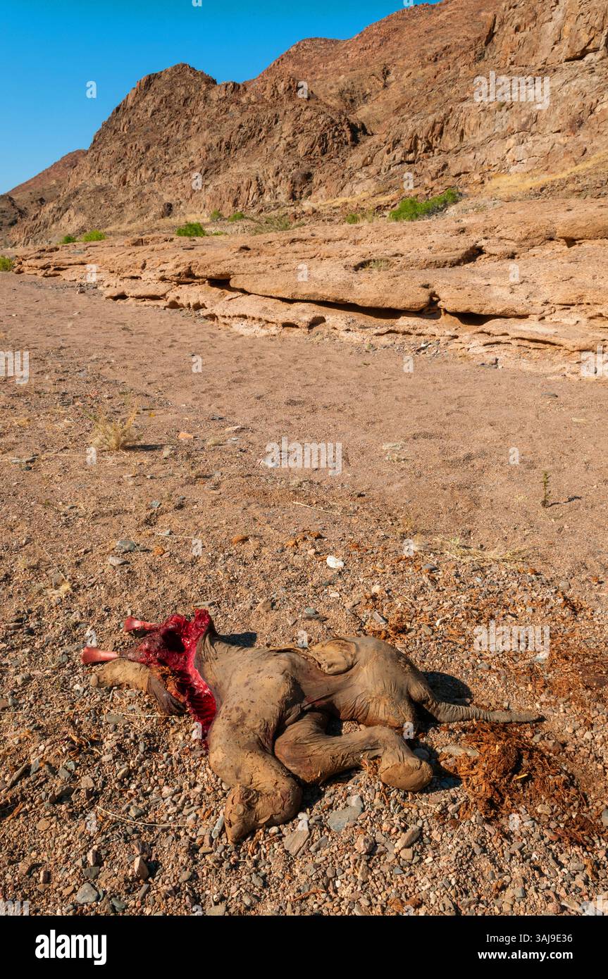 African elephant (Loxodonta africana), newborn elephant, dead of ...
