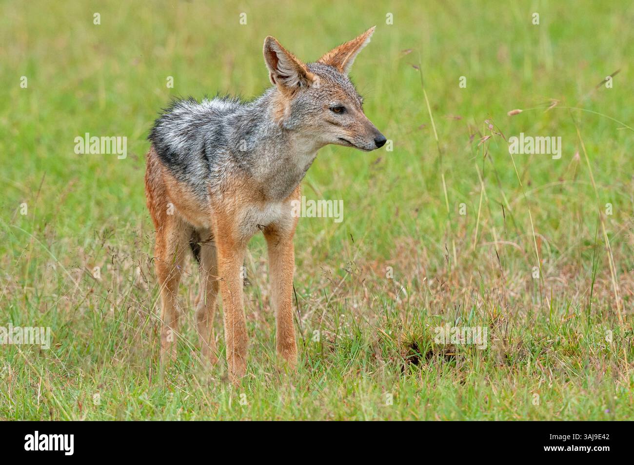 black-backed jackal, silver-backed jackal (Canis mesomelas), standing in a meadow, Kenya, Masai ...