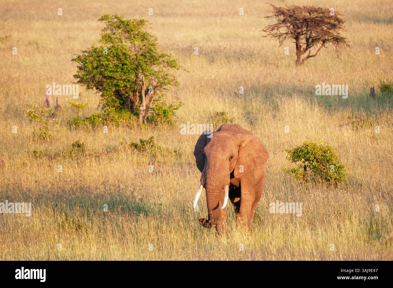African elephant, African bush elephant, African savanna elephant ...