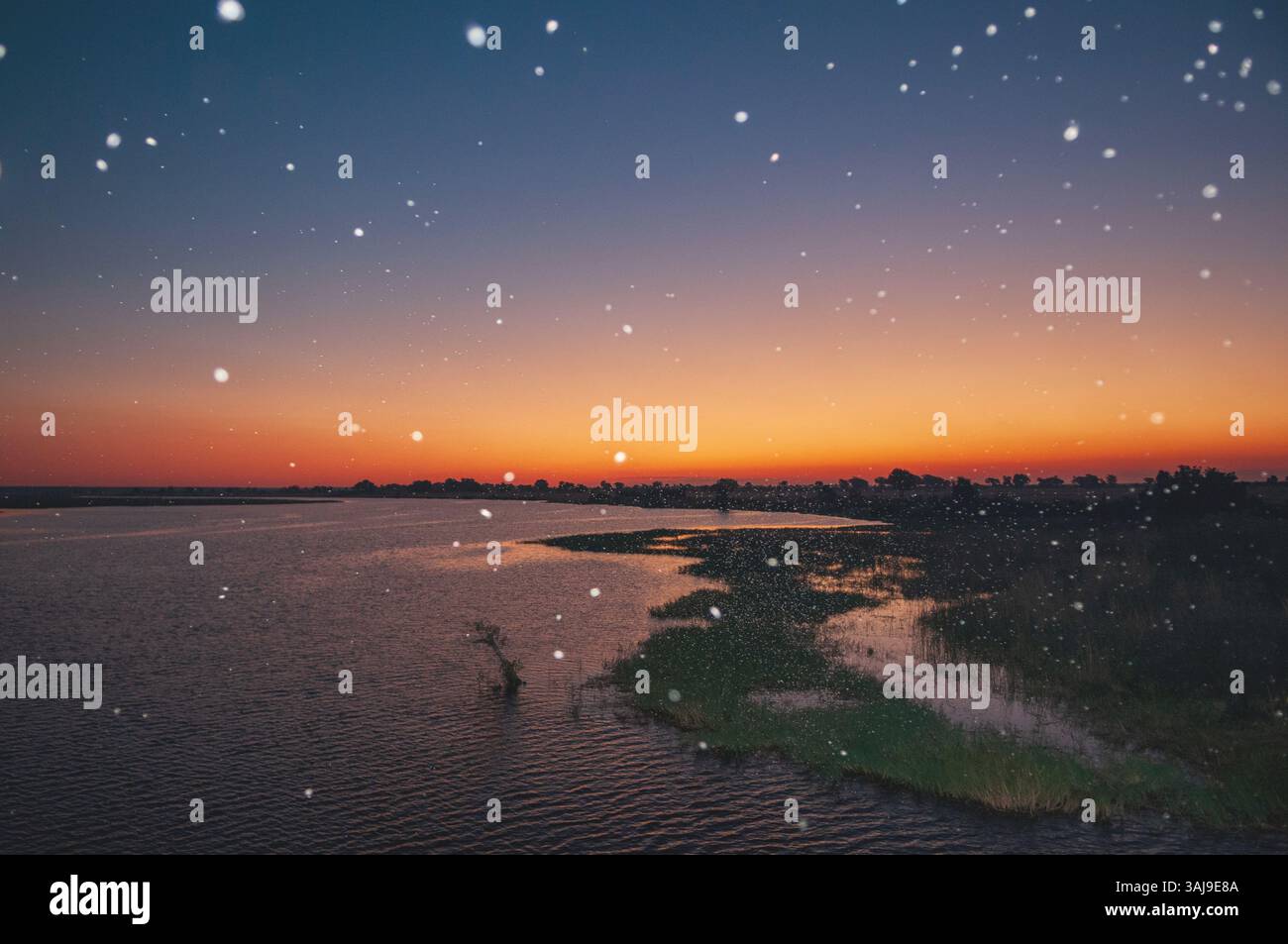 Grasses sunset flying insects hi-res stock photography and images - Alamy