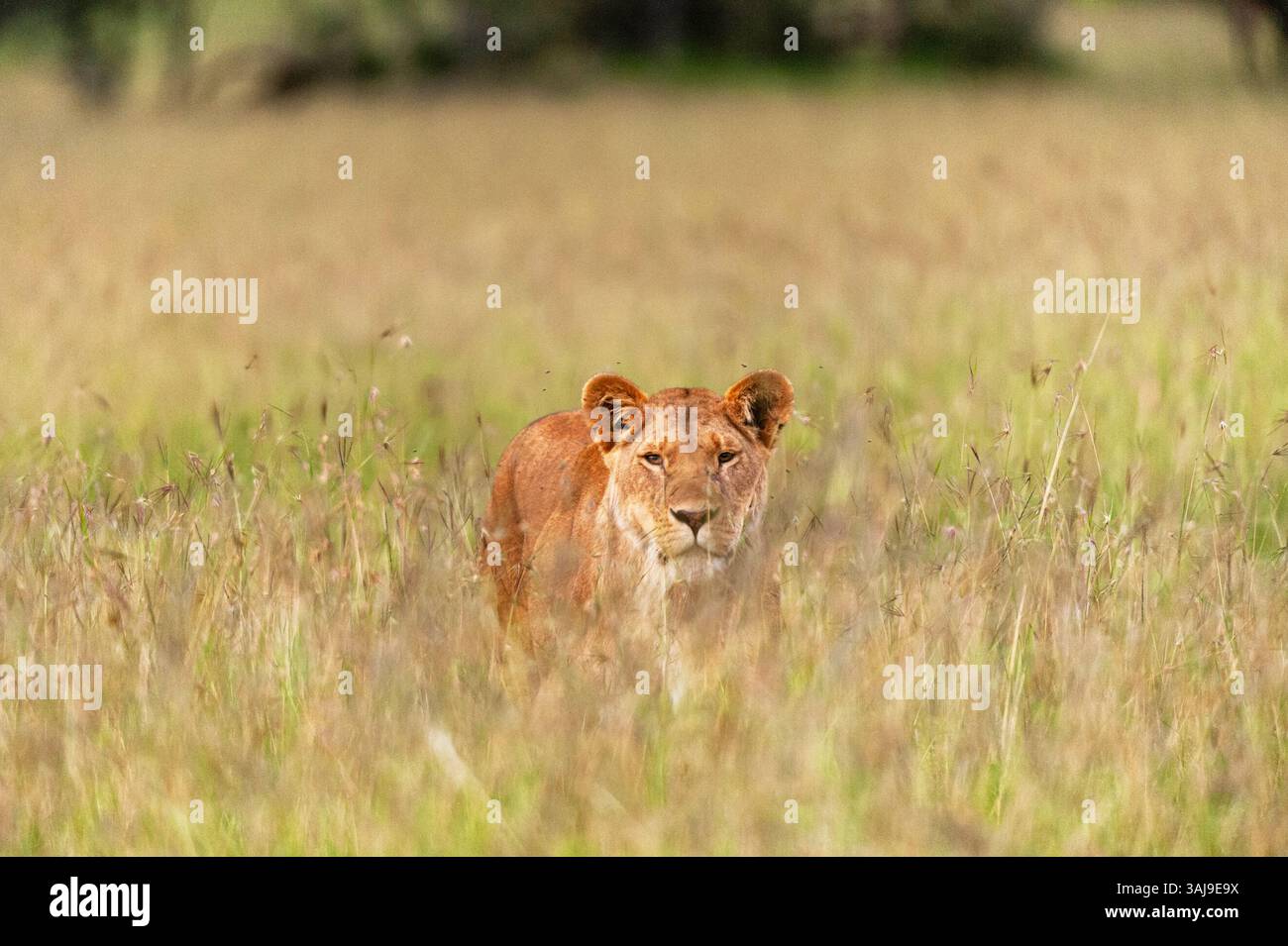 lion (Panthera leo), lioness standing in tall grass, front view, Kenya ...