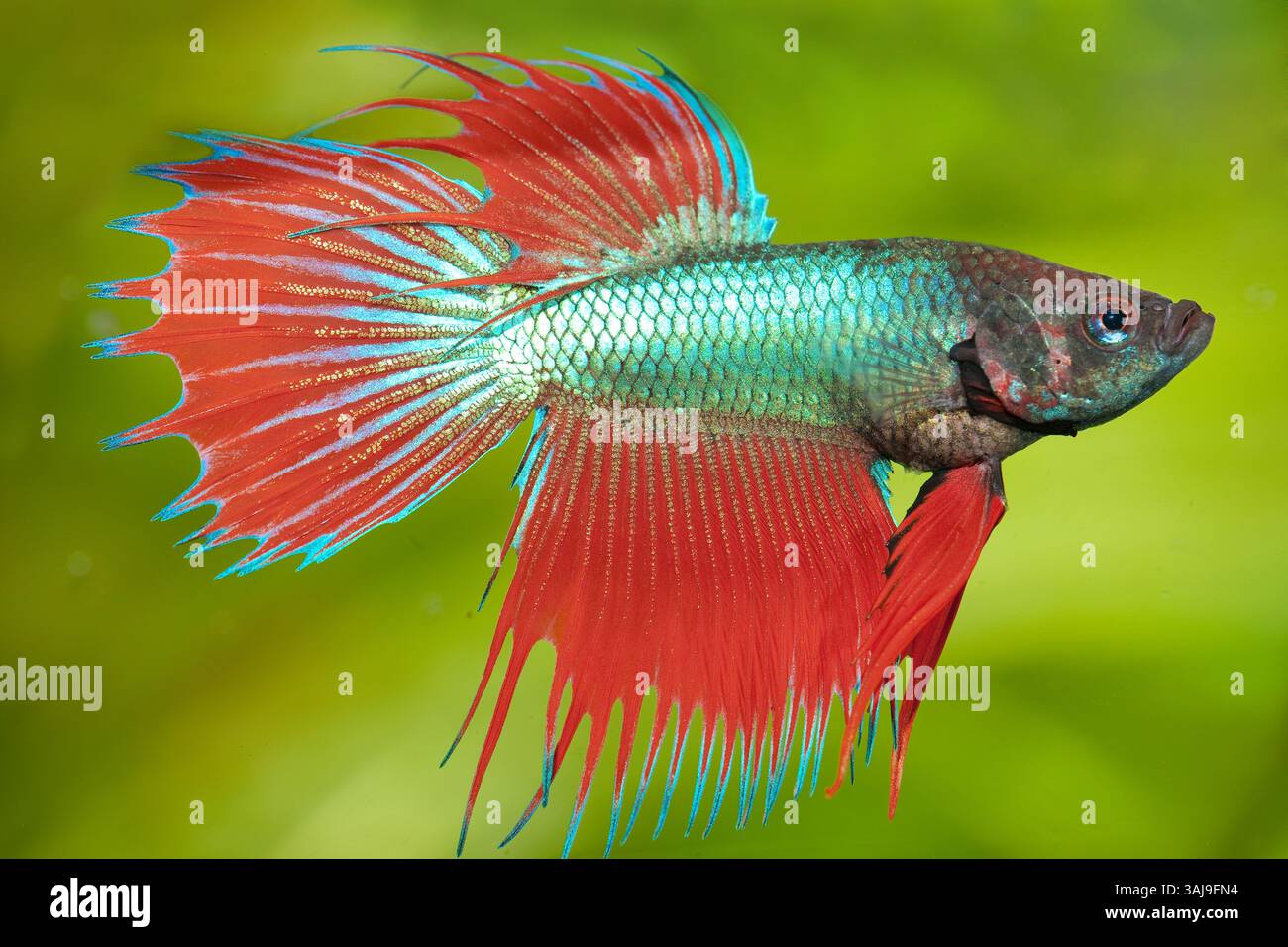 Siamese fighting fish, Siamese fighter (Betta splendens), cultivated ...