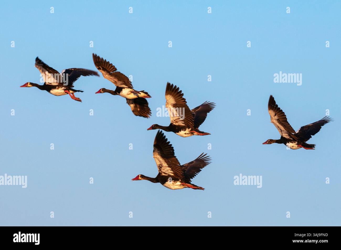 spur-winged goose (Plectropterus gambensis), flying troop in the sky ...